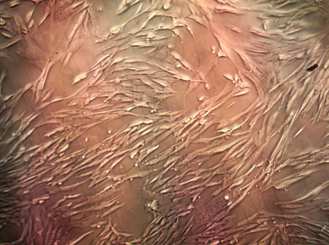 Regeneration Biology | Pharmaceutical, Research Labs