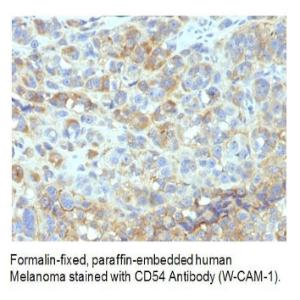 Regeneration Biology | Pharmaceutical, Research Labs