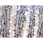 Regeneration Biology | Pharmaceutical, Research Labs