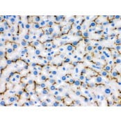 Regeneration Biology | Pharmaceutical, Research Labs