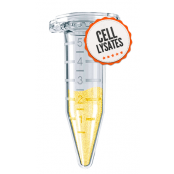 Regeneration Biology | Pharmaceutical, Research Labs