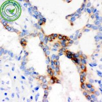 Regeneration Biology | Pharmaceutical, Research Labs